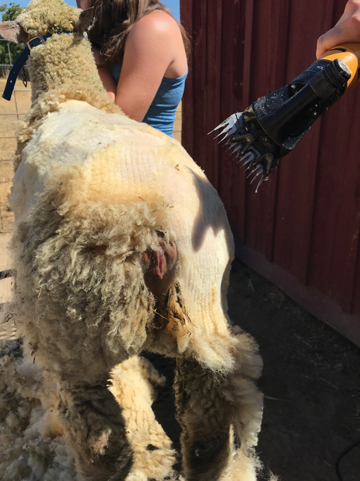 Sheep Shearing for Beginners - Grit